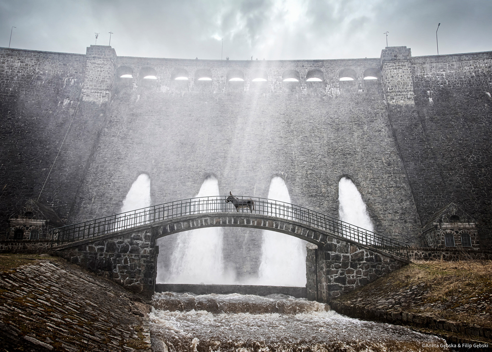 BIFF #1호 [프리뷰] 예르지 스콜리모프스키 감독, 'EO’